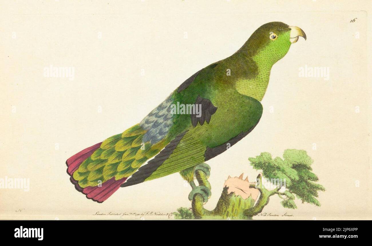 The Naturalist's Miscellany Vol.1 Purple-tailed Parakeet Stock Photo ...