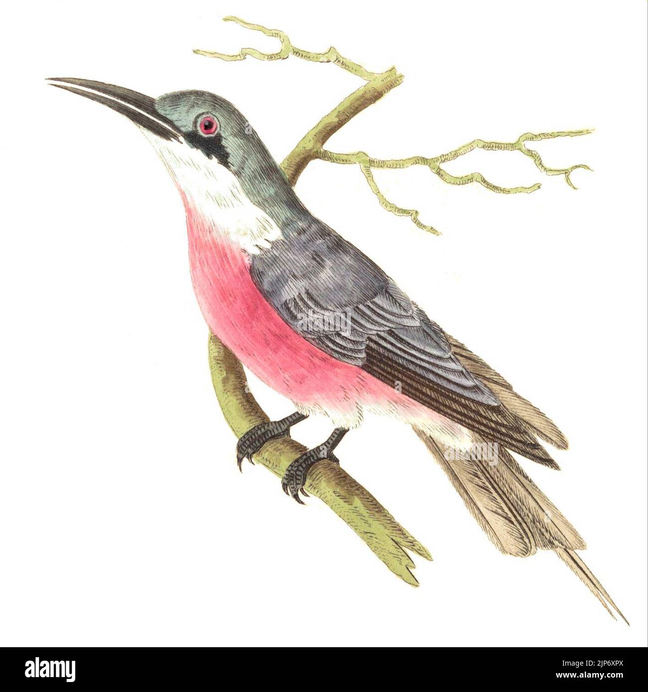 The Naturalists' Miscellany 17 pl 701 Merops malimbicus Stock Photo - Alamy