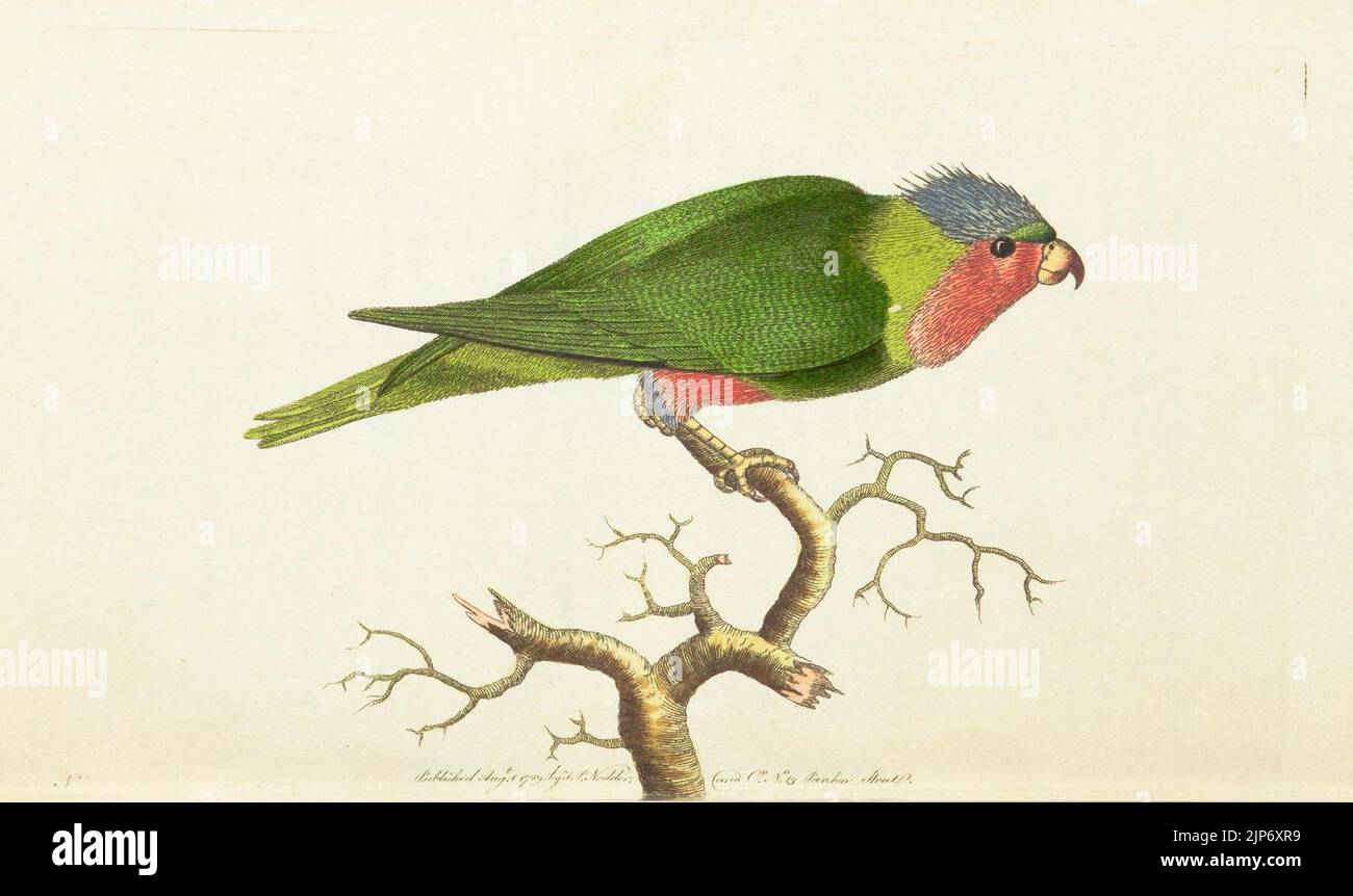 The Naturalist's Miscellany Vol.1 Purple-headed Parakeet Stock Photo ...