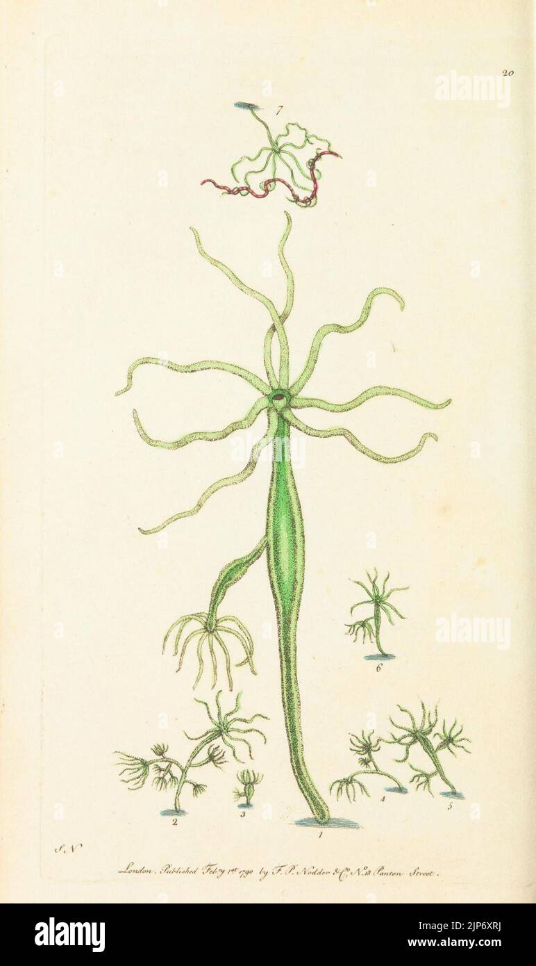 The Naturalist's Miscellany Vol.1 Green Polype Stock Photo - Alamy