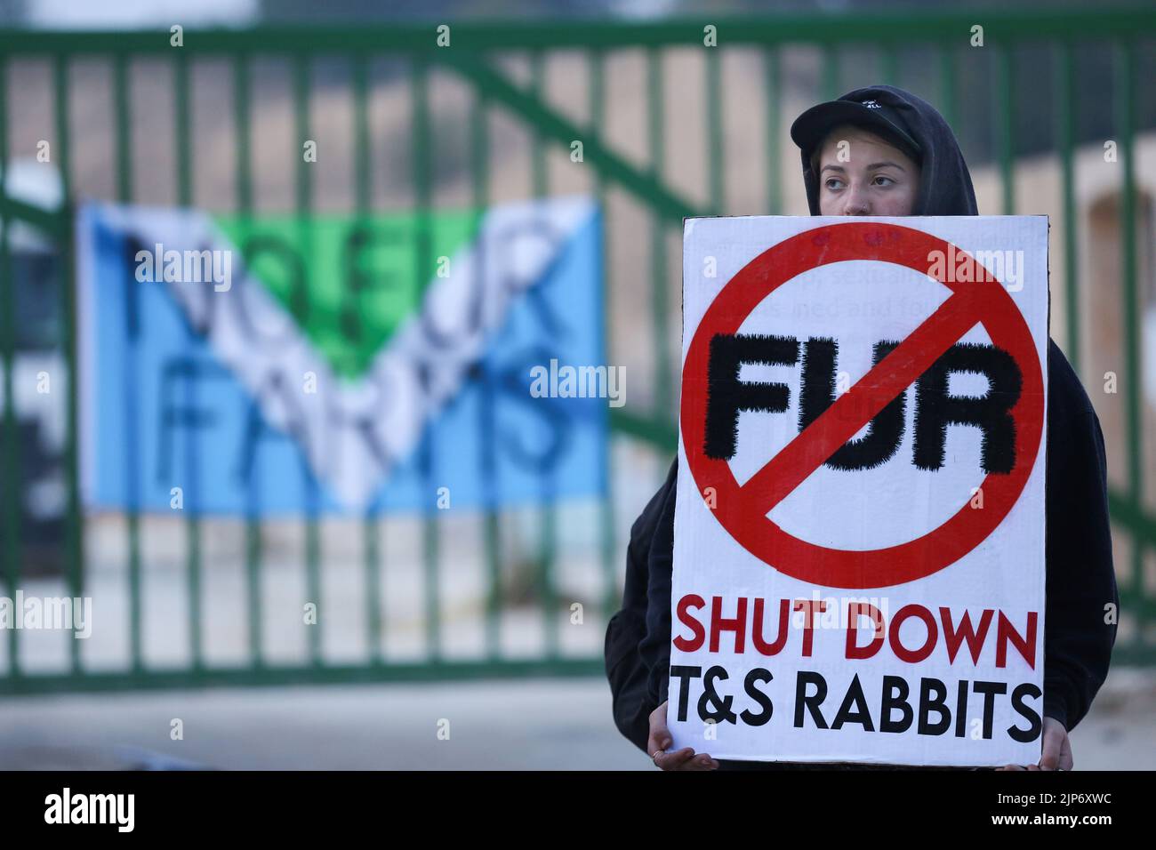Ancaster, UK. 15th Aug, 2022. An animal rights activist holds an anti ...