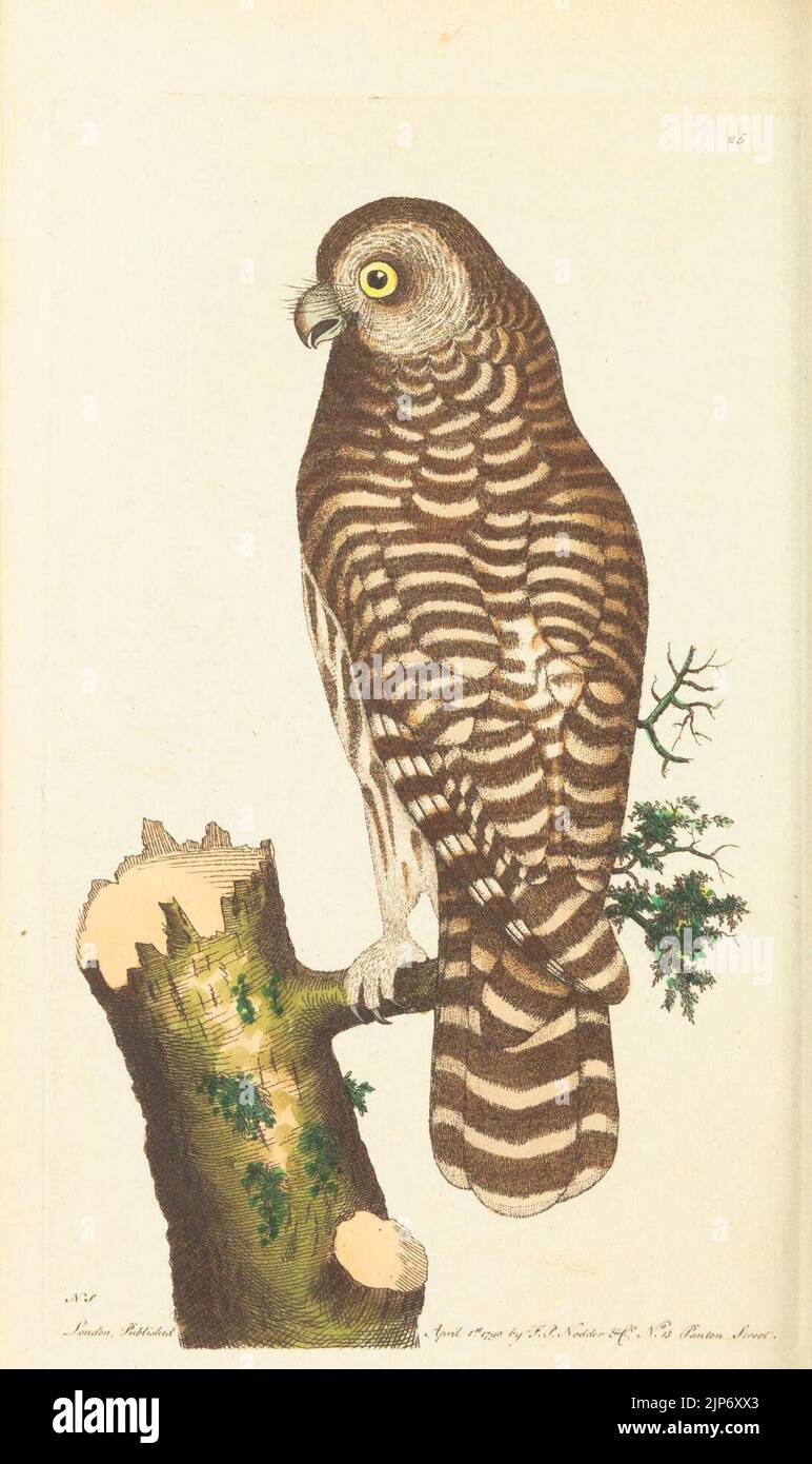 The naturalist's miscellany, or Coloured figures of natural objects ...