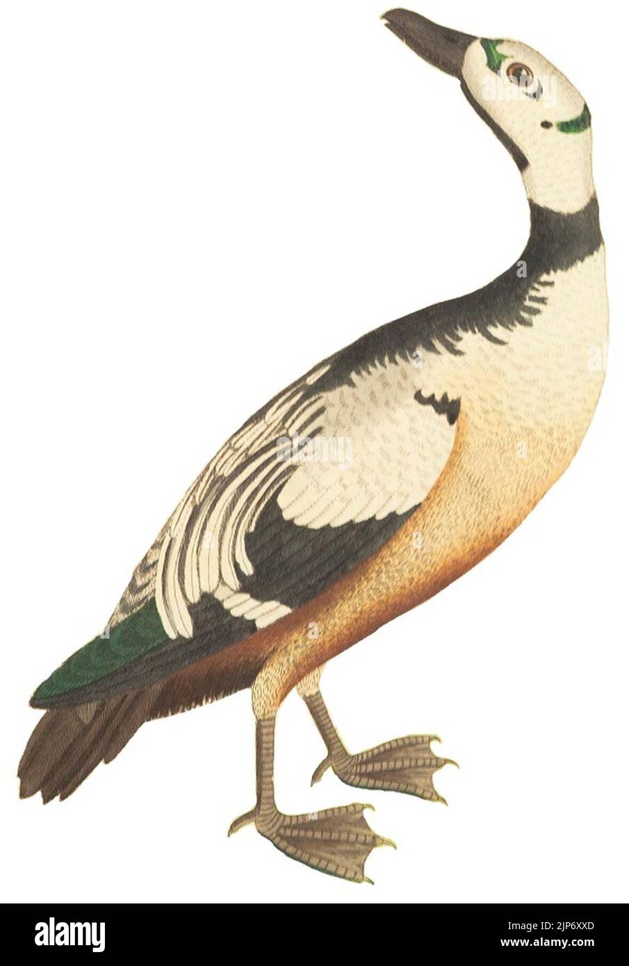 The Naturalist's Miscellany Vol.1 Western Duck (white background Stock ...