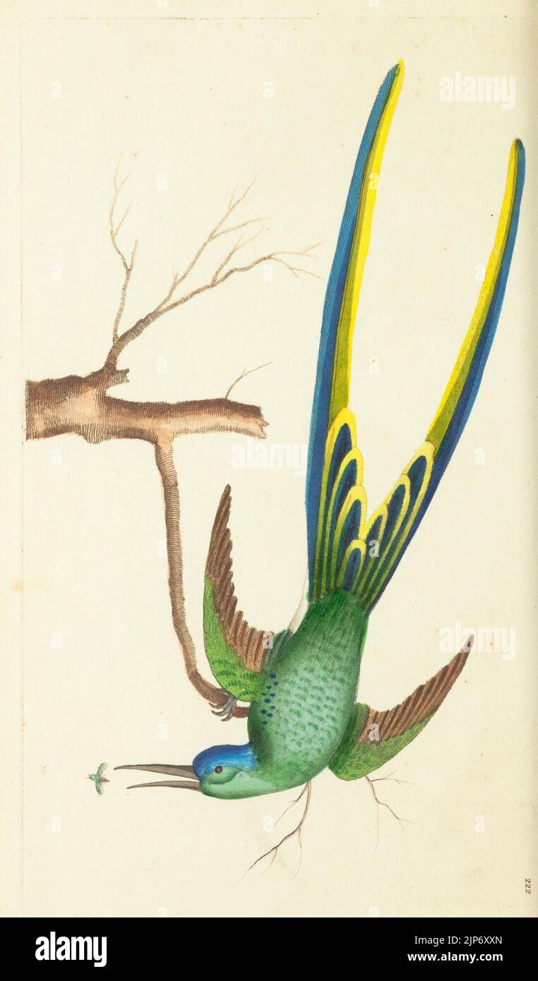 The naturalist's miscellany, or Coloured figures of natural objects ...