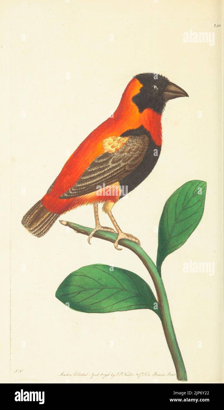 The naturalist's miscellany, or Coloured figures of natural objects ...