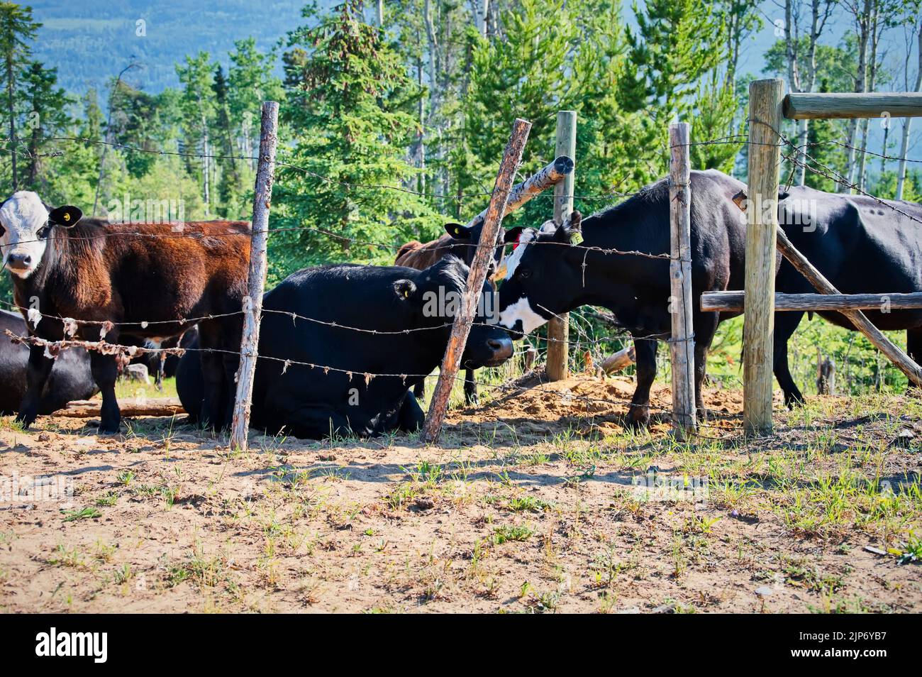 Ranch fence hi-res stock photography and images - Alamy