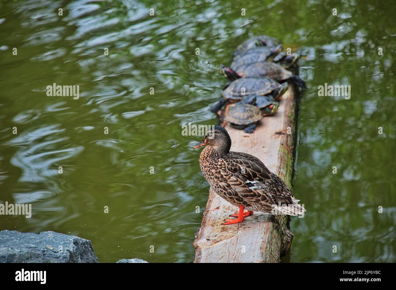 Duck and group of turtles standing on a tree trunk Stock Photo - Alamy