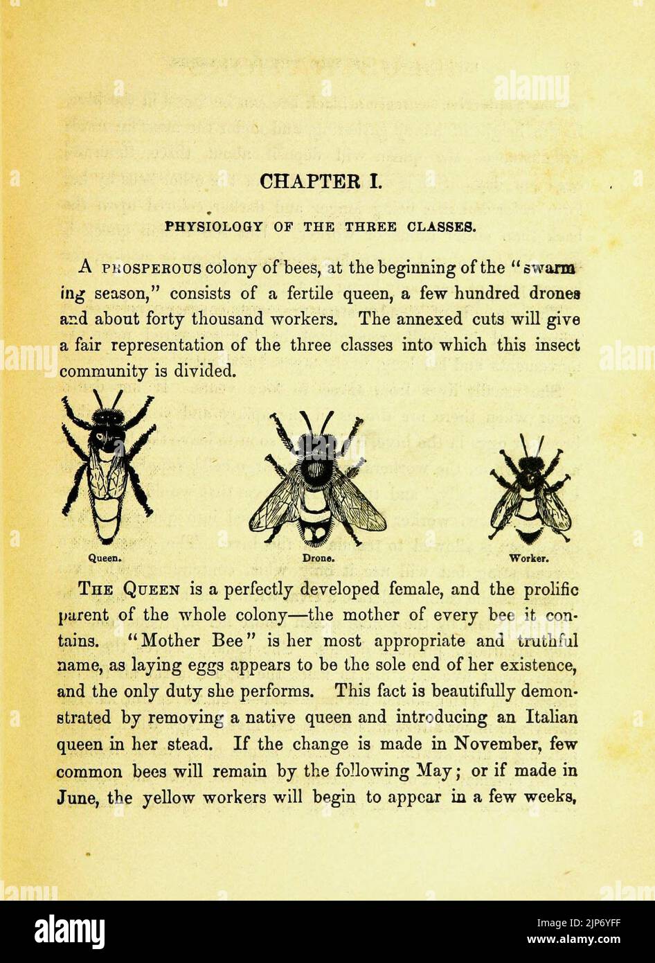 The new bee-keepers' text-book (Page 19 Stock Photo - Alamy