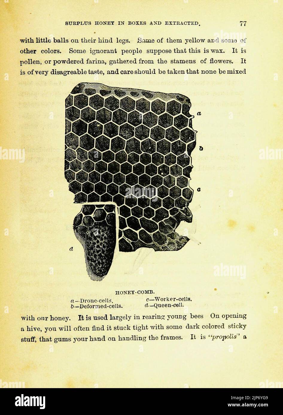 The new bee-keepers' text-book (Page 77 Stock Photo - Alamy