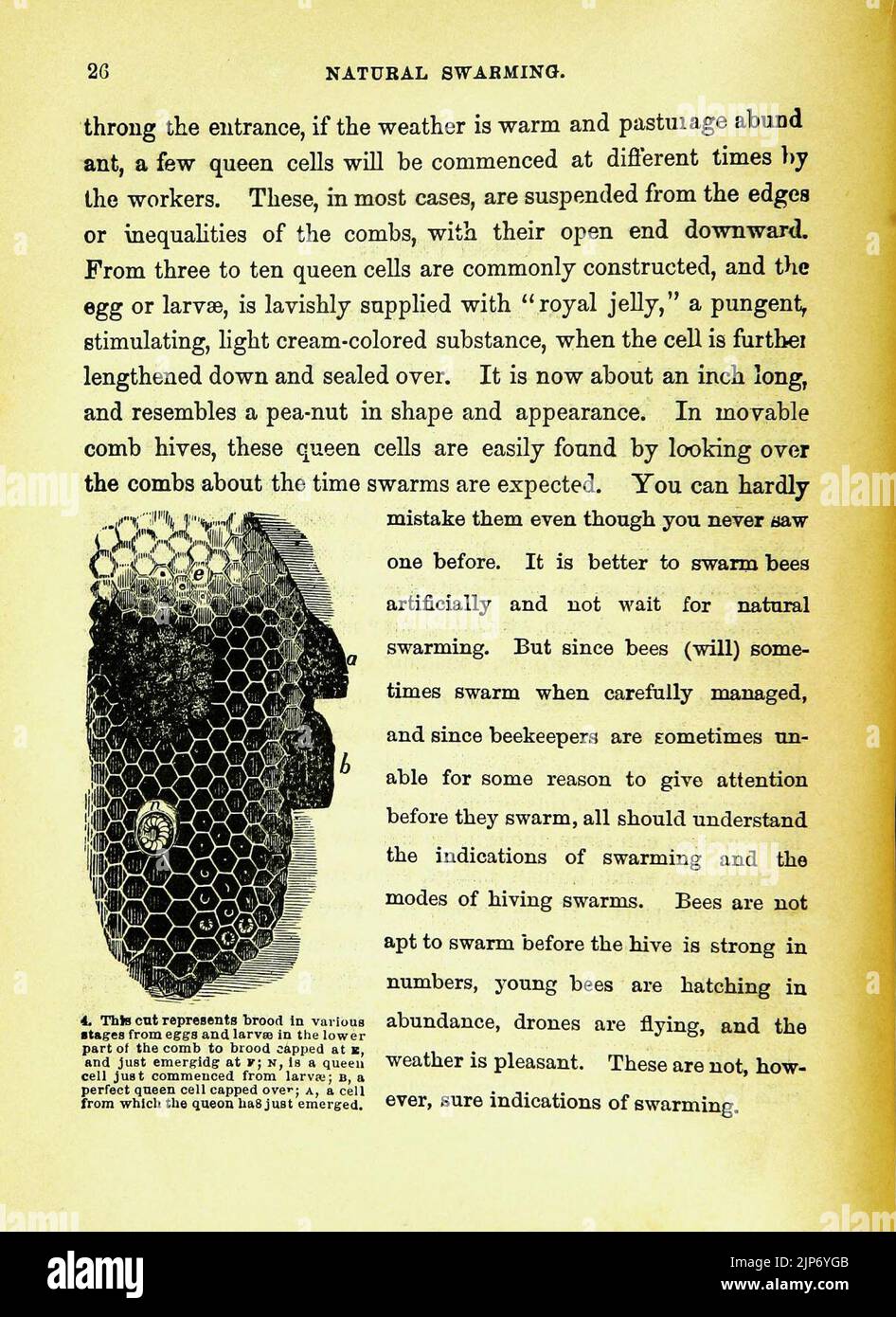 The new bee-keepers' text-book (Page 26 Stock Photo - Alamy