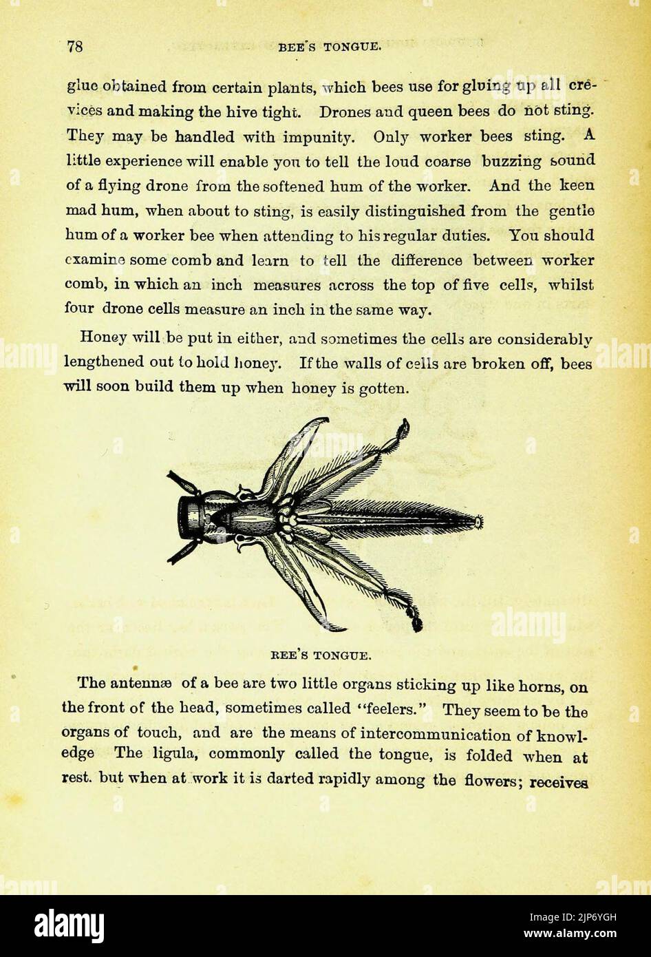 The new bee-keepers' text-book (Page 78 Stock Photo - Alamy