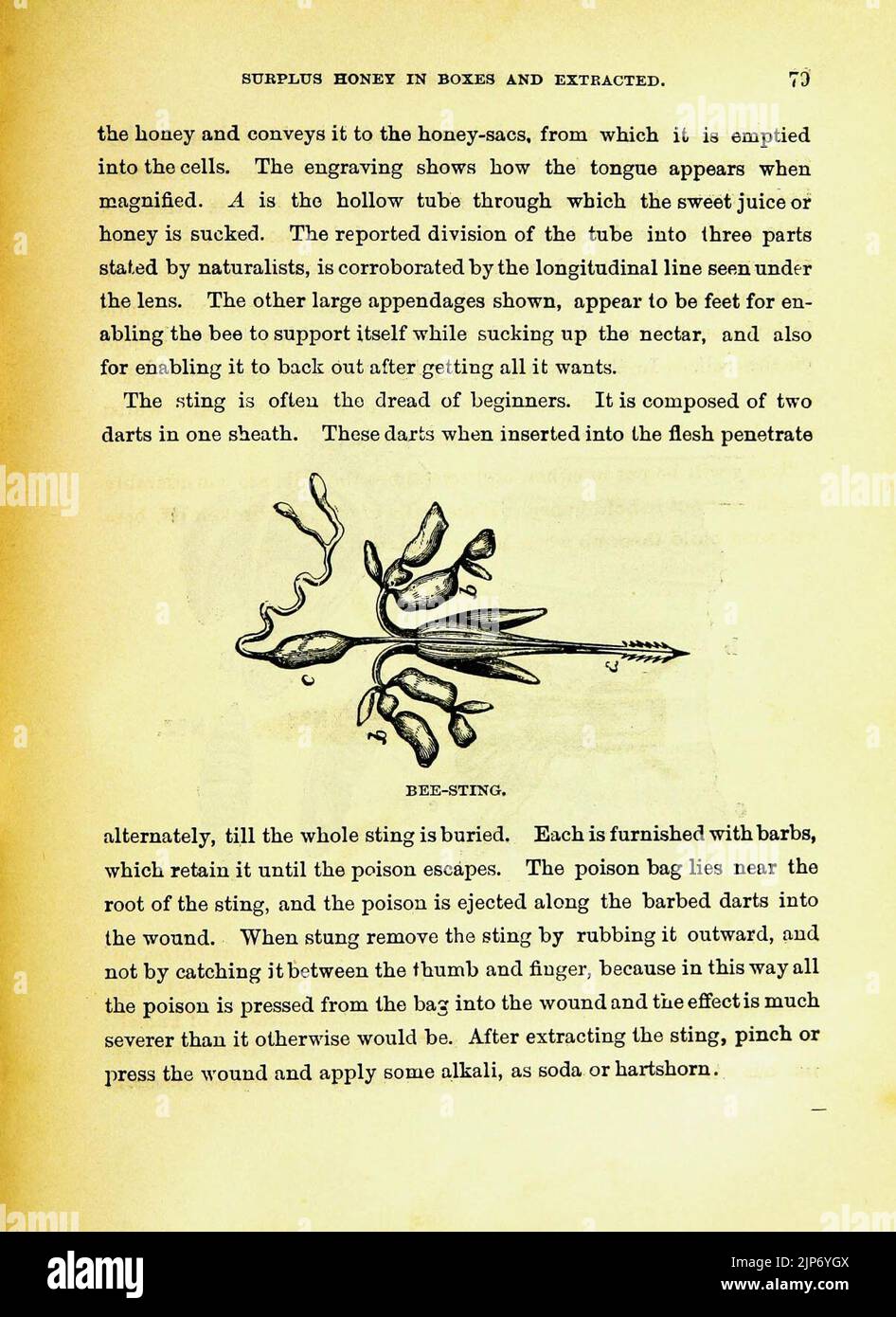 The new bee-keepers' text-book (Page 79 Stock Photo - Alamy