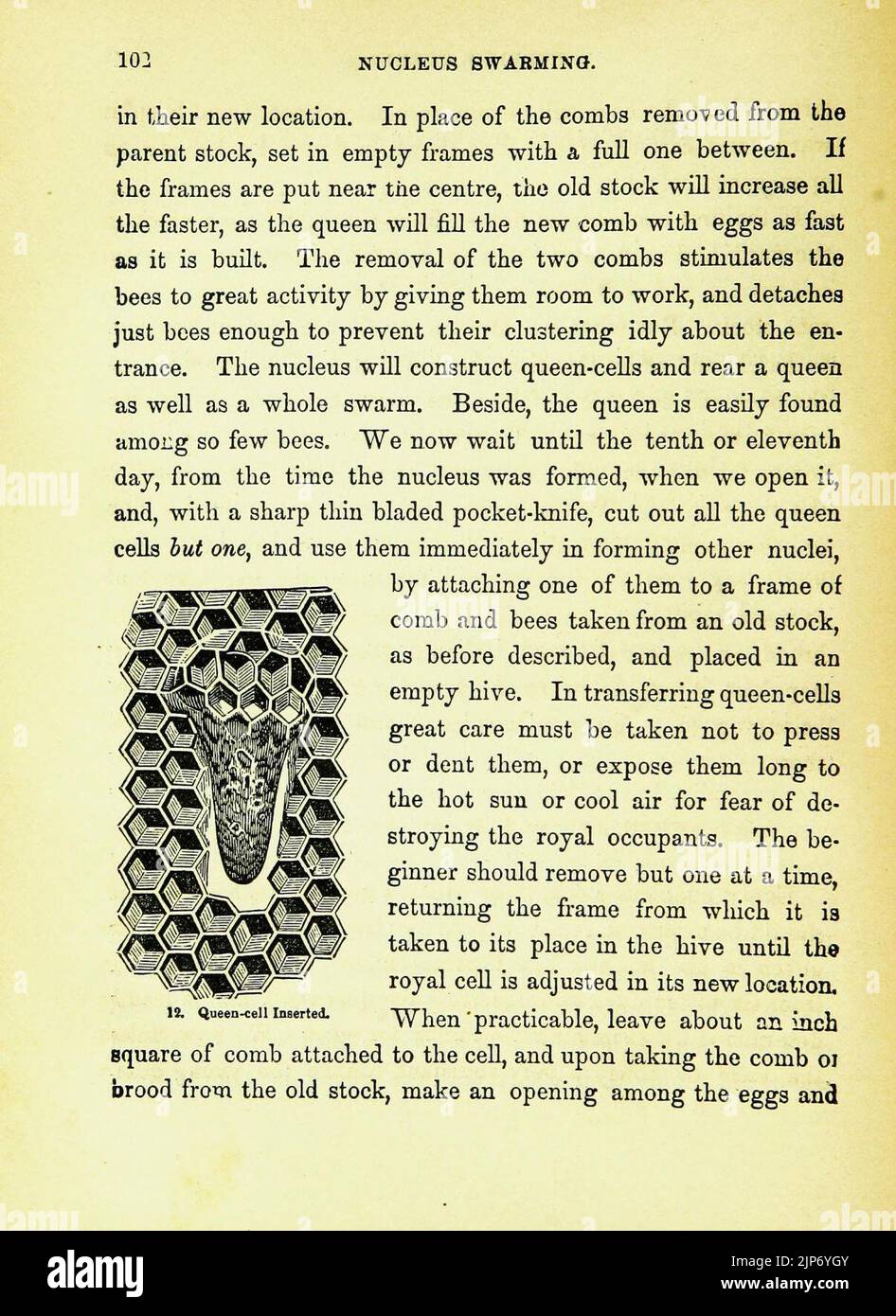 The new bee-keepers' text-book (Page 102 Stock Photo - Alamy