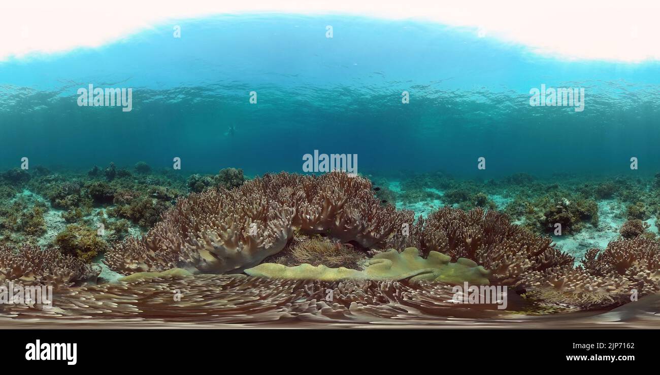 Tropical fishes and coral reef at diving. Underwater world with corals ...