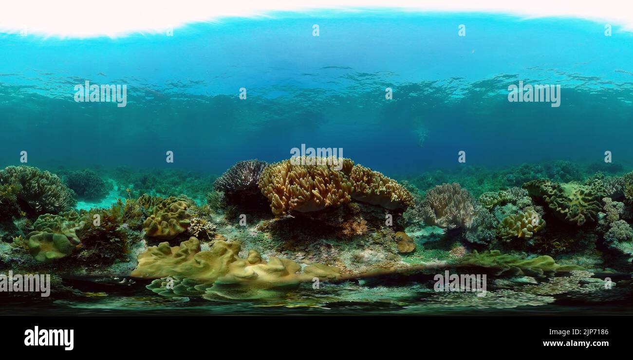 Coral reef and tropical fishes. The underwater world of the Philippines ...