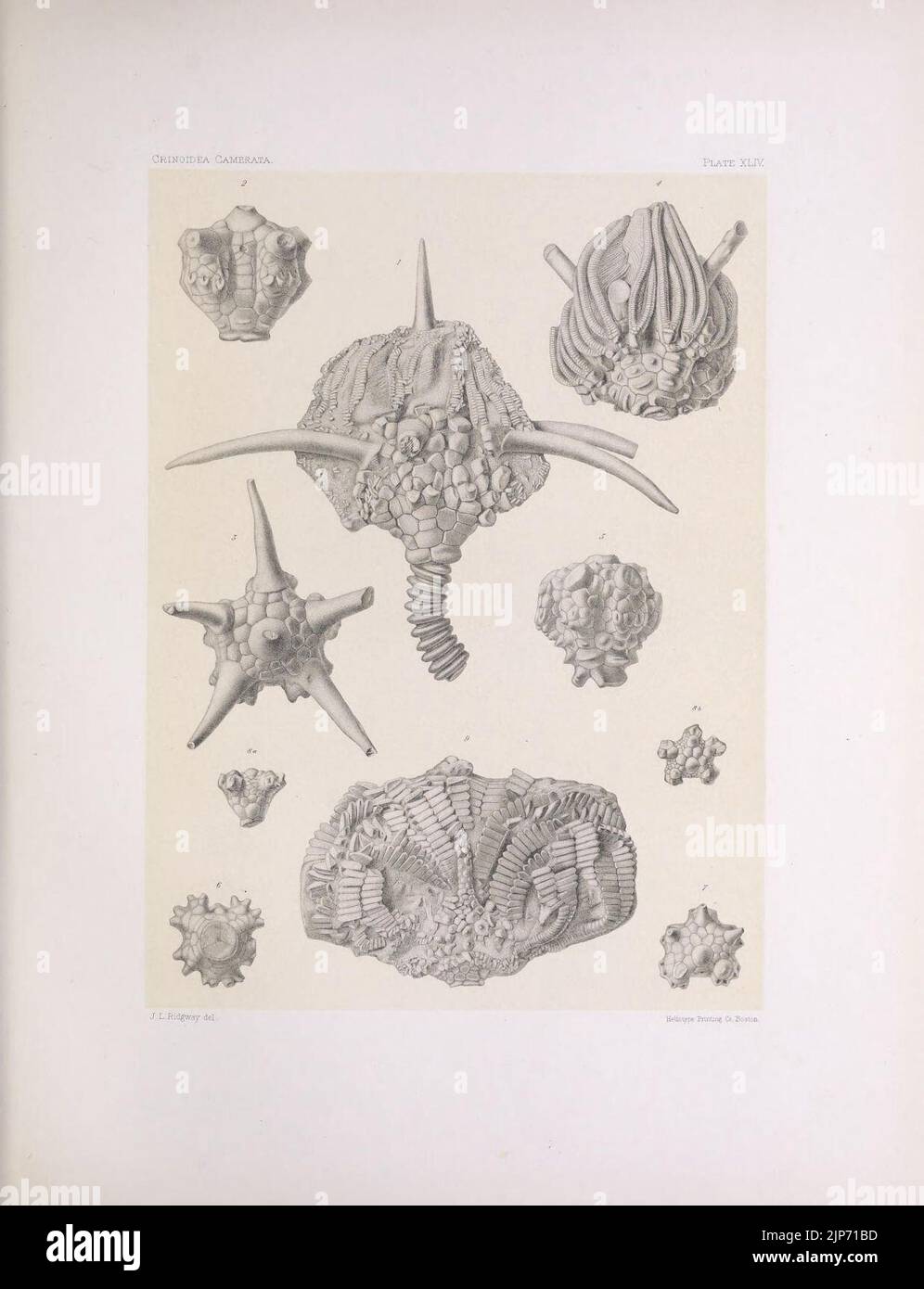 North american crinoidea camerata hi-res stock photography and images ...