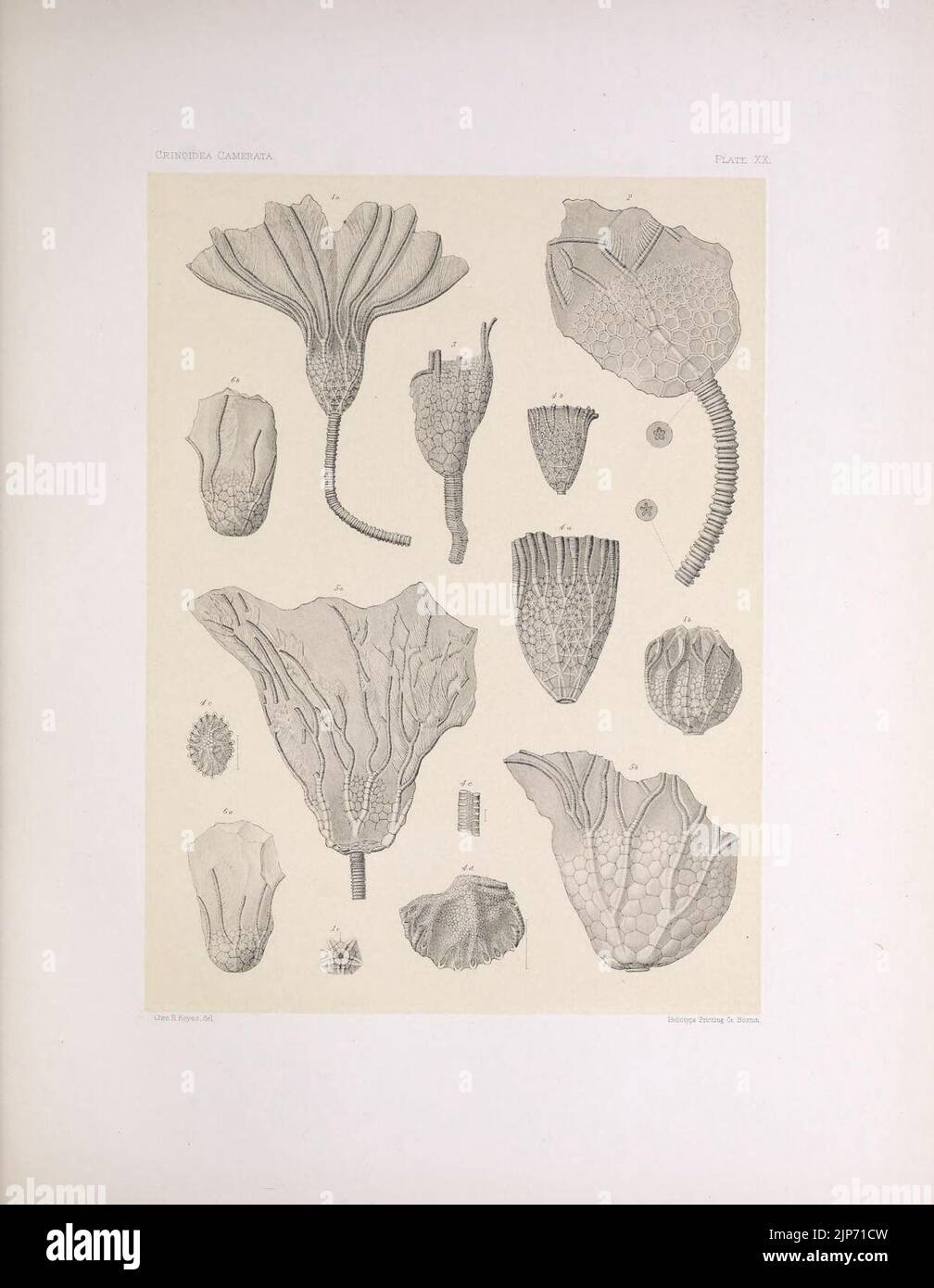 North american crinoidea camerata hi-res stock photography and images ...