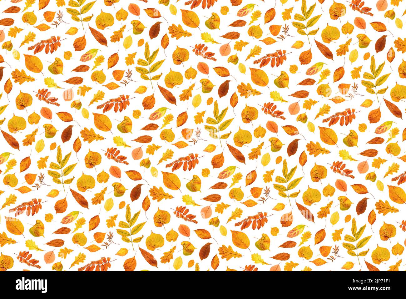 Pattern of natural orange autumn leaves on a white background, as a ...