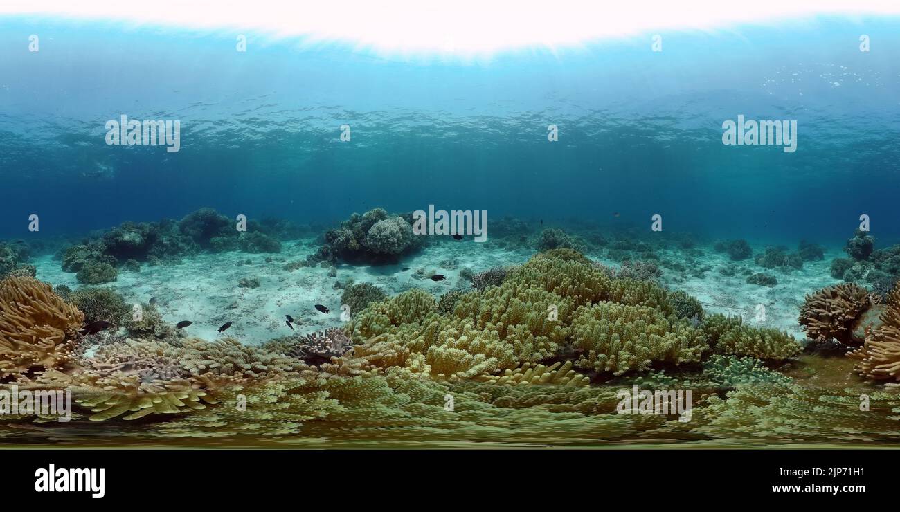 Reef Marine Underwater Scene. Tropical underwater sea fish. Philippines ...