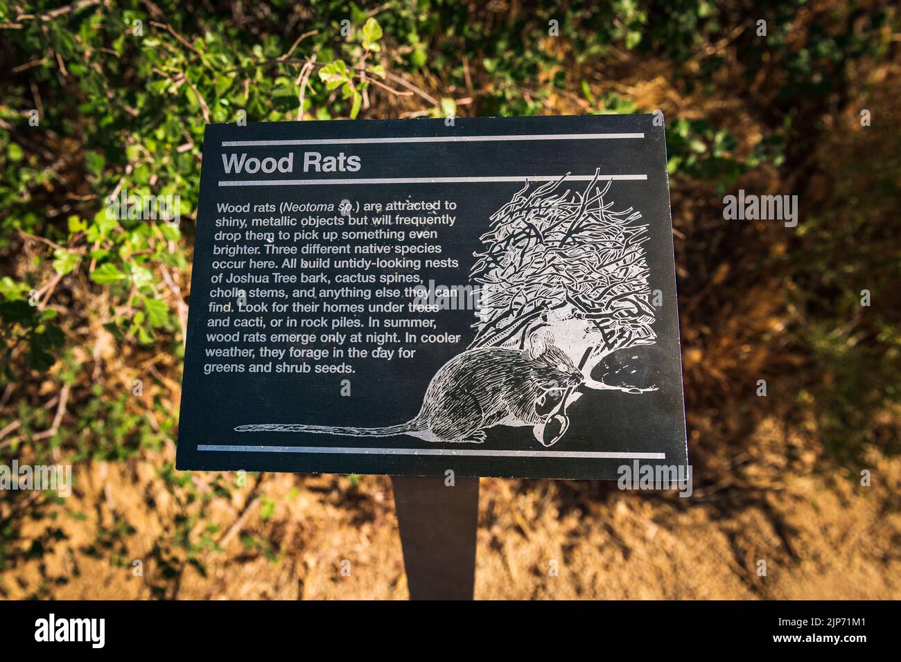 California wood rat hi-res stock photography and images - Alamy
