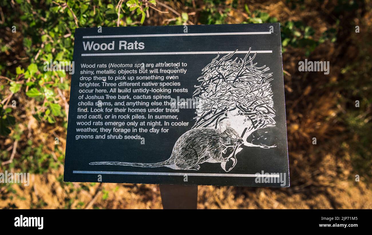 California wood rat hi-res stock photography and images - Alamy