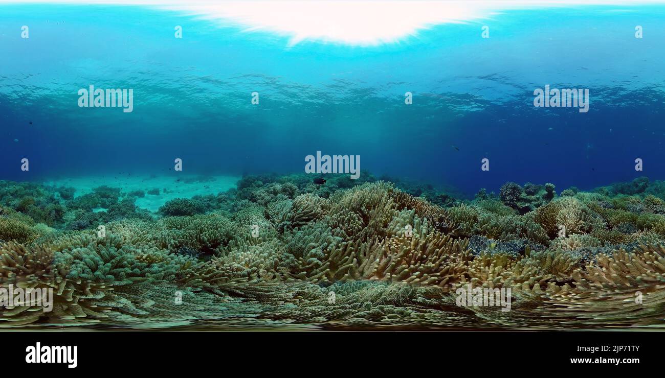 Underwater fish garden reef. Reef coral scene. Seascape under water ...
