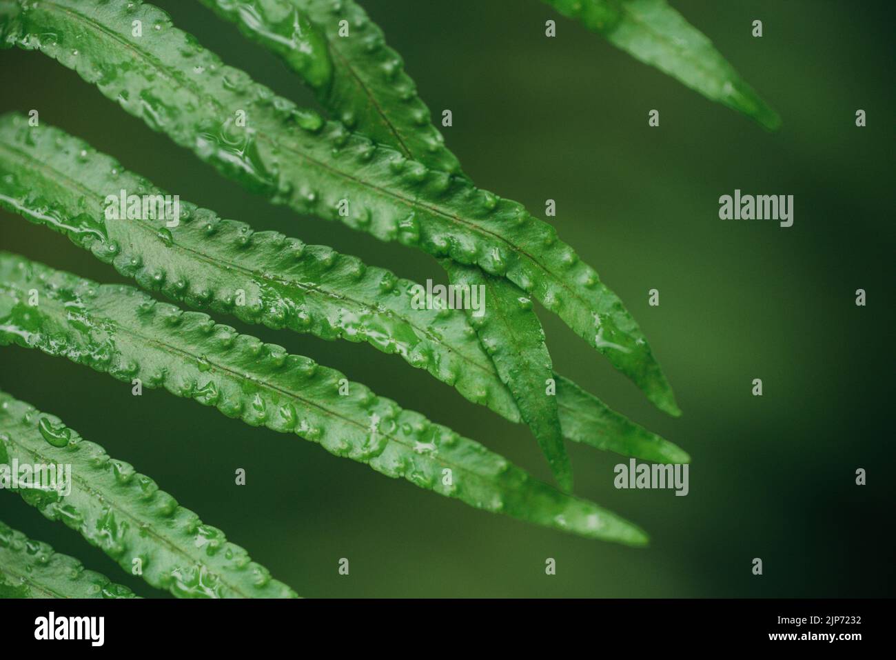 Close up green fern leaves vine green background Stock Photo - Alamy