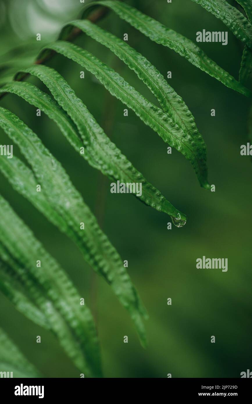 Close up green fern leaves vine green background Stock Photo - Alamy