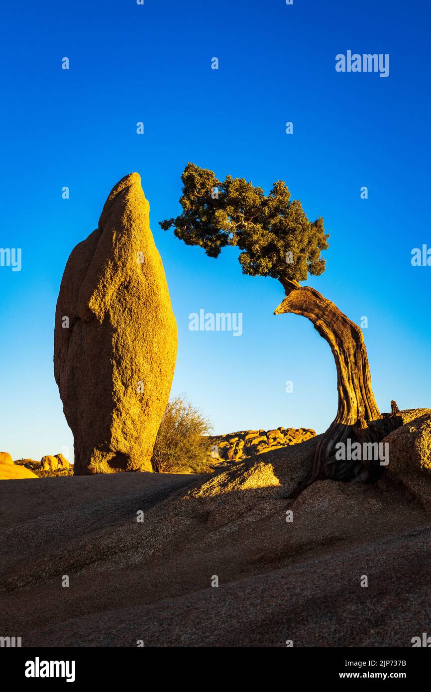 Balanced rock and juniper, Joshua Tree National Park, California USA ...