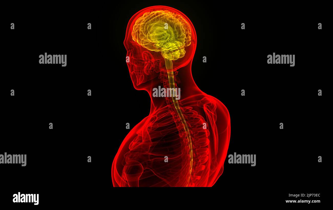 Central Organ of Human Nervous System Brain Anatomy Stock Photo - Alamy