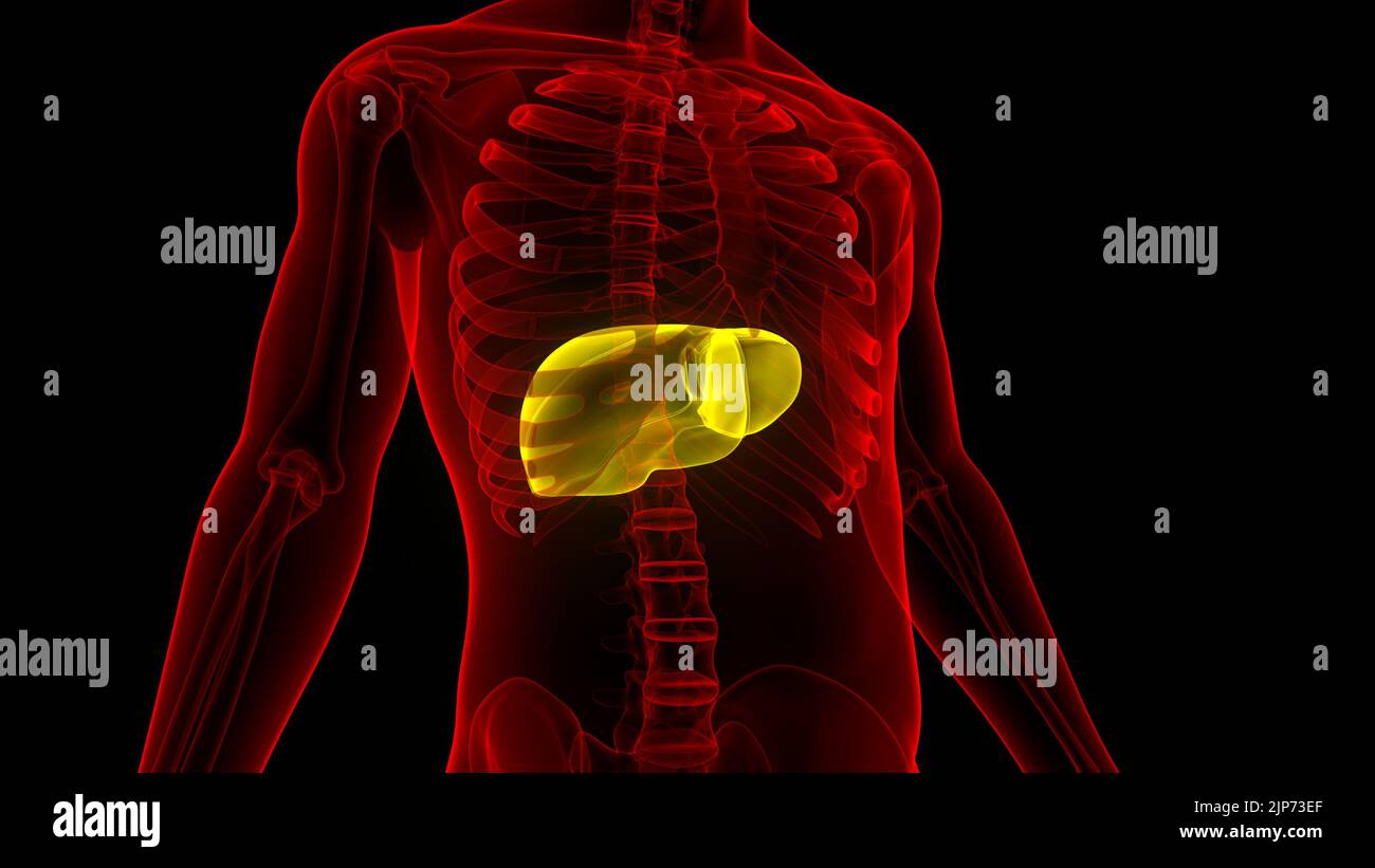 Human Internal Digestive Organ Liver Anatomy Stock Photo - Alamy