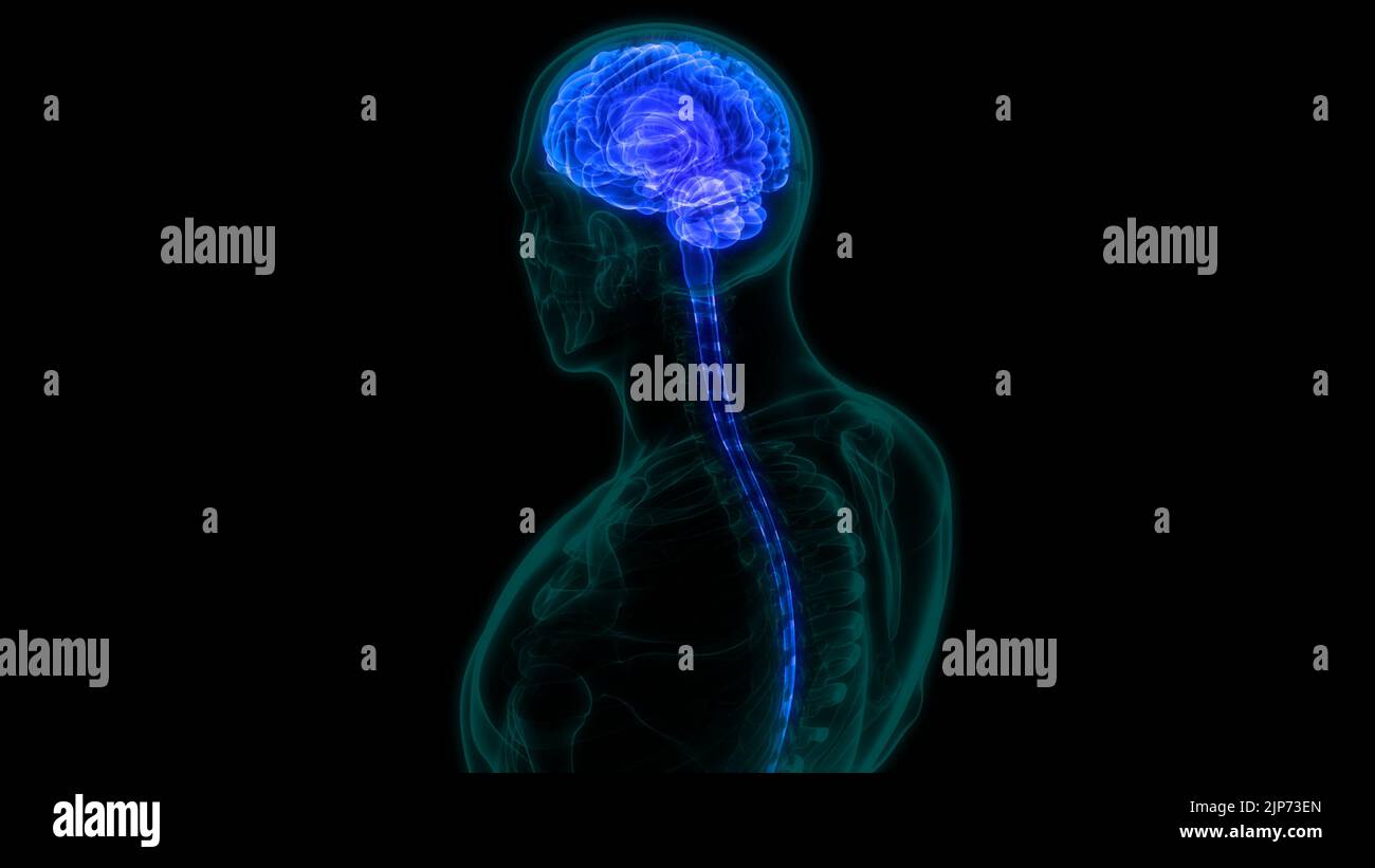 Central Organ of Human Nervous System Brain Anatomy Stock Photo - Alamy