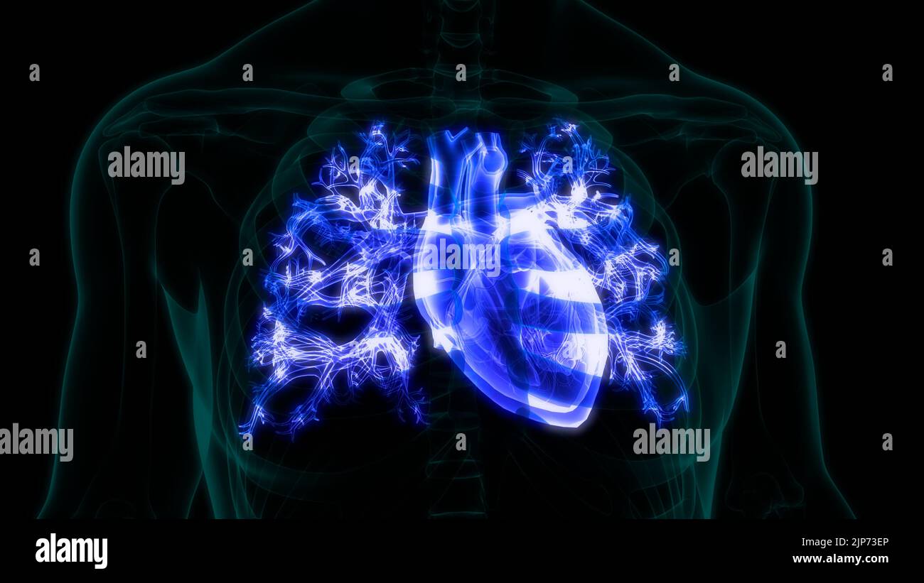 Human Circulatory System Heart Anatomy Stock Photo - Alamy