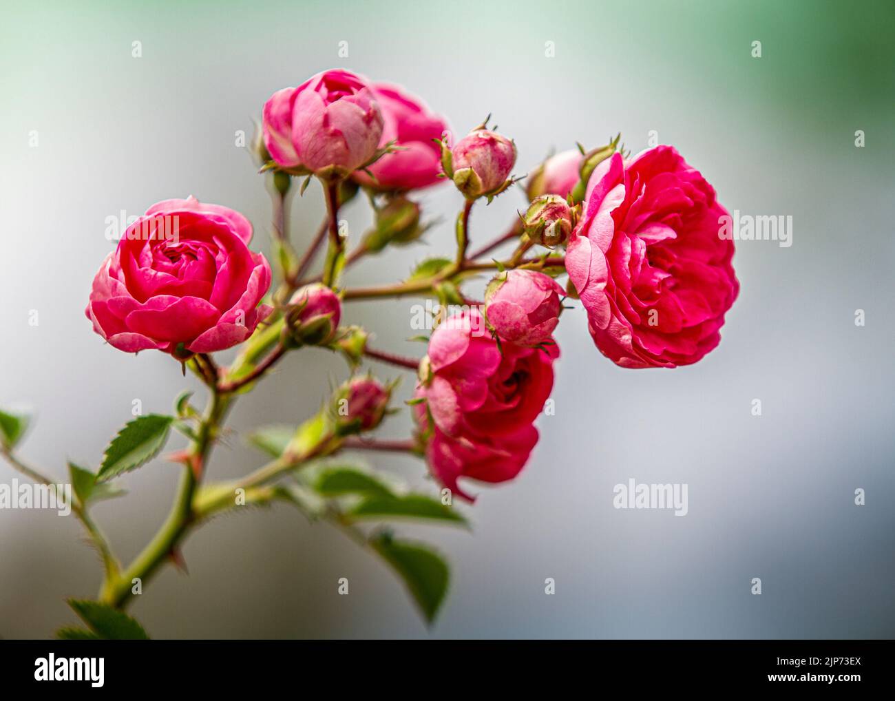 The rose in nature hi-res stock photography and images - Alamy