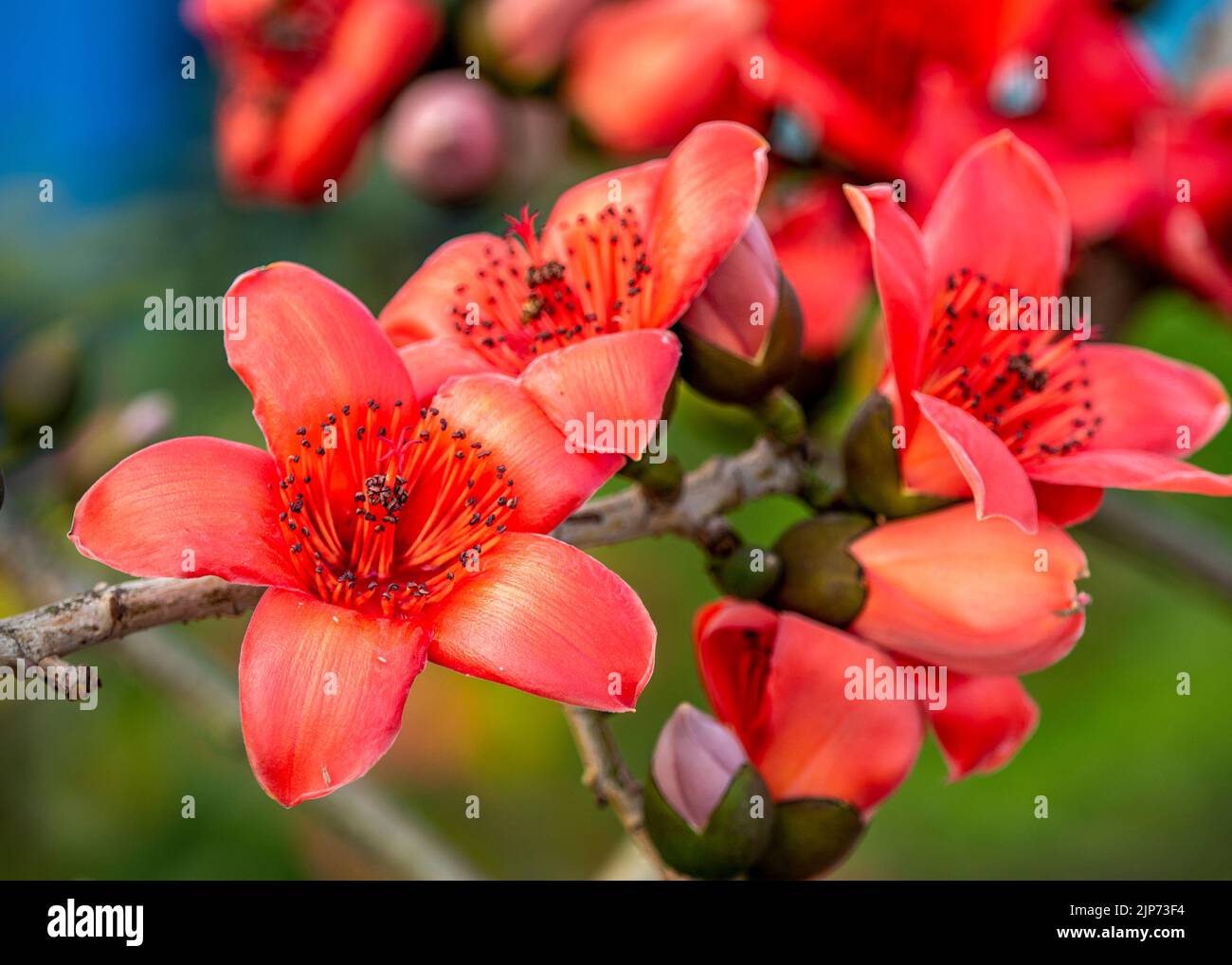 Bombax-ceiba in focus Stock Photo - Alamy