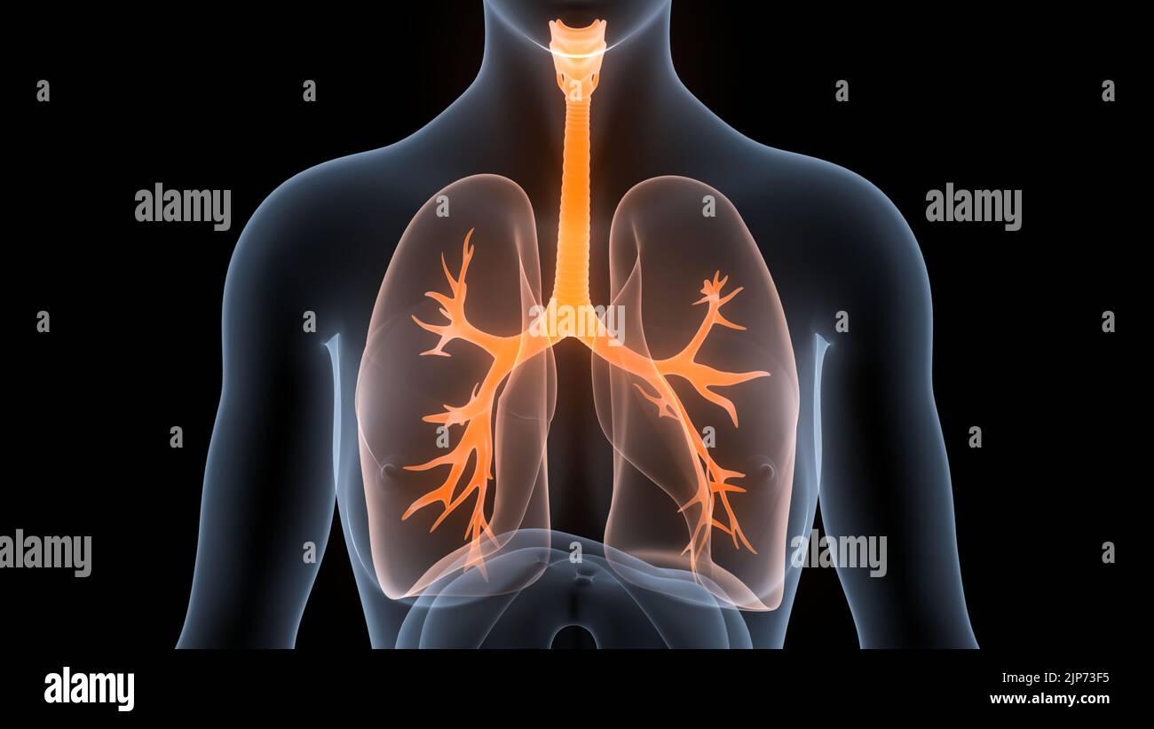 Human Respiratory System Lungs Anatomy Stock Photo - Alamy