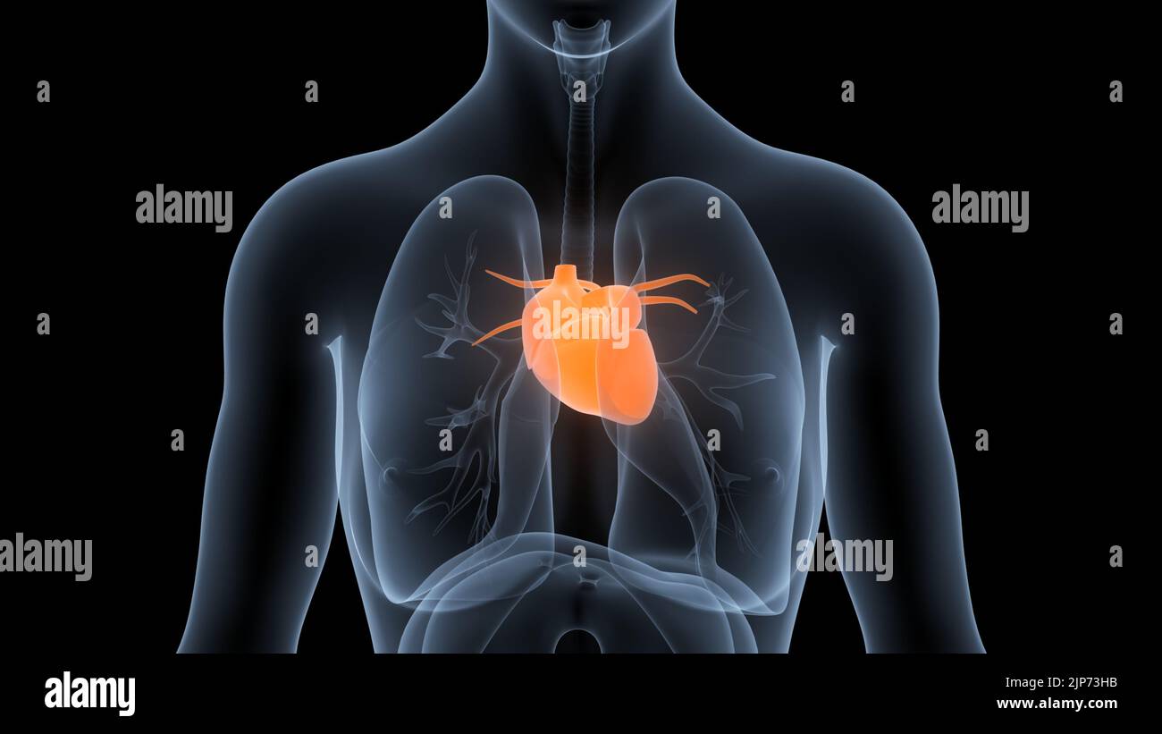 Human Circulatory System Heart Anatomy Stock Photo - Alamy