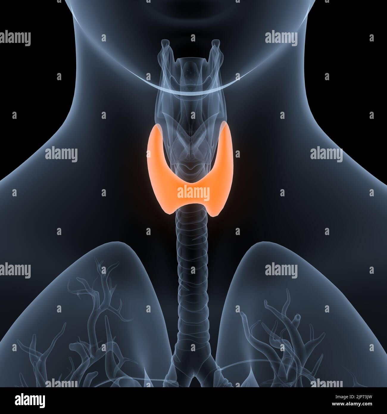 Human Body Glands Thyroid Gland Anatomy Stock Photo - Alamy