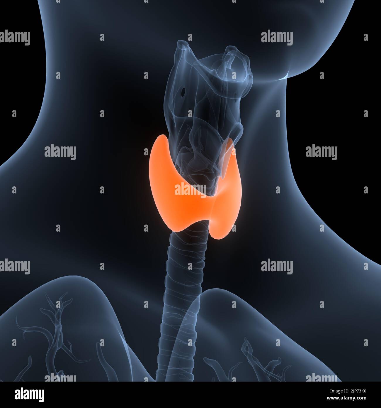 Human Body Glands Thyroid Gland Anatomy Stock Photo - Alamy