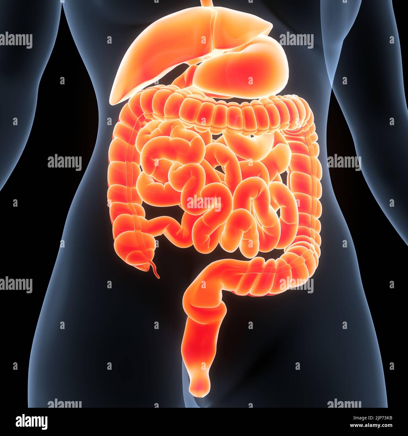Human Digestive System Anatomy Stock Photo - Alamy