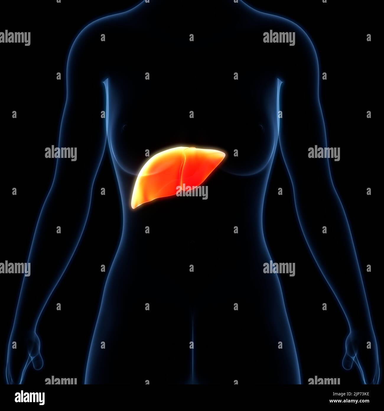 Human Internal Digestive Organ Liver Anatomy Stock Photo - Alamy