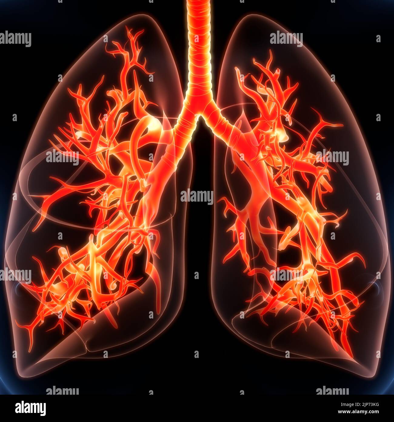 Human Respiratory System Lungs Anatomy Stock Photo - Alamy