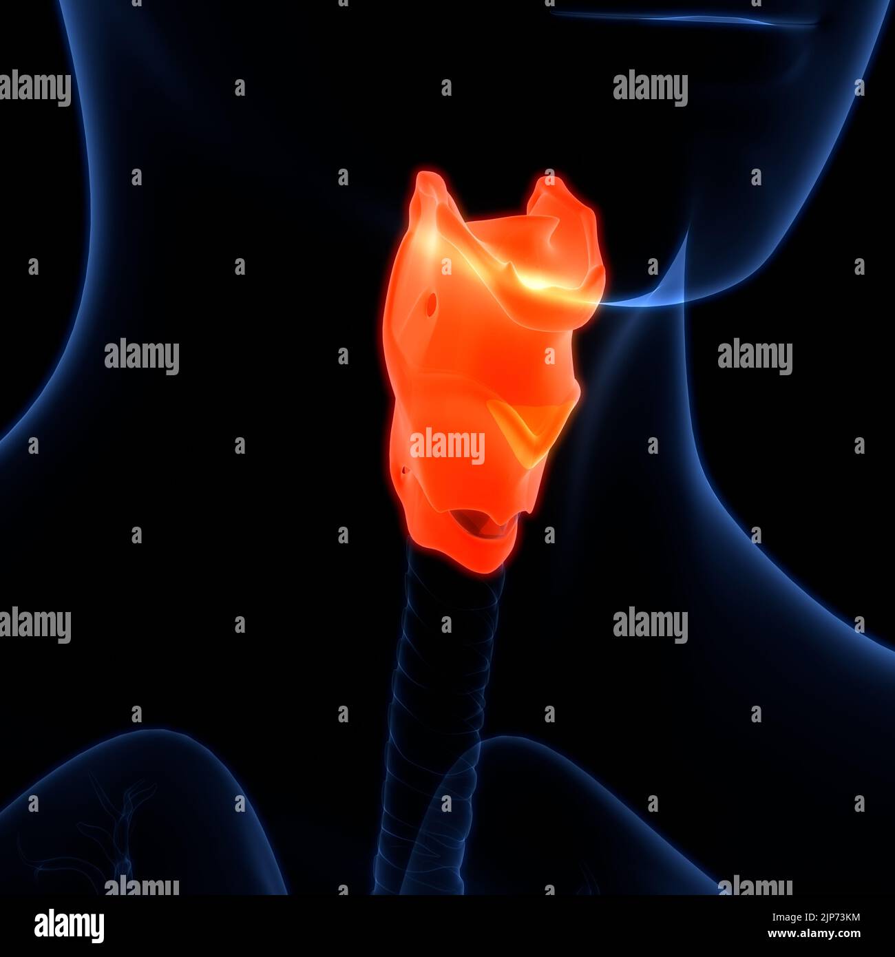 Human Respiratory System Larynx and Pharynx Anatomy Stock Photo - Alamy