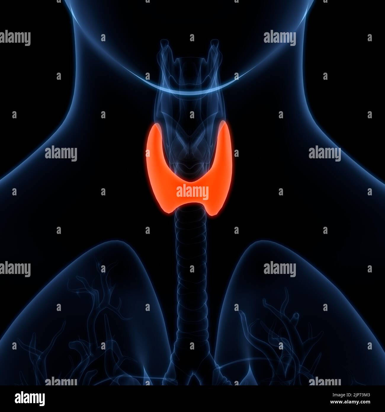 Human Body Glands Thyroid Gland Anatomy Stock Photo - Alamy