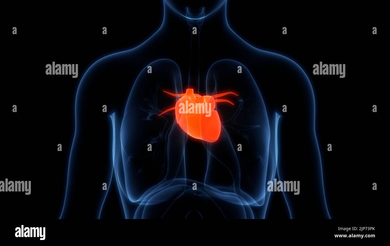 Human Circulatory System Heart Anatomy Stock Photo - Alamy