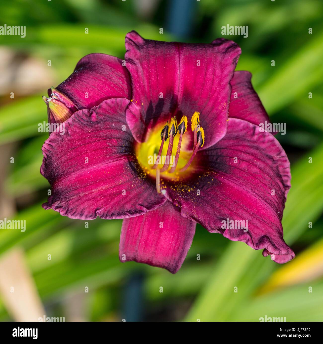 'Little Grapette' Daylily, Daglilja (Hemerocallis Stock Photo - Alamy