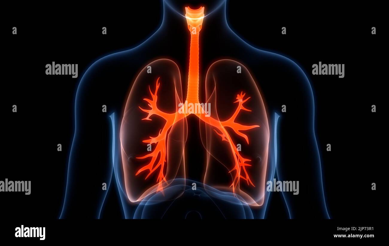 Human Respiratory System Lungs Anatomy Stock Photo - Alamy