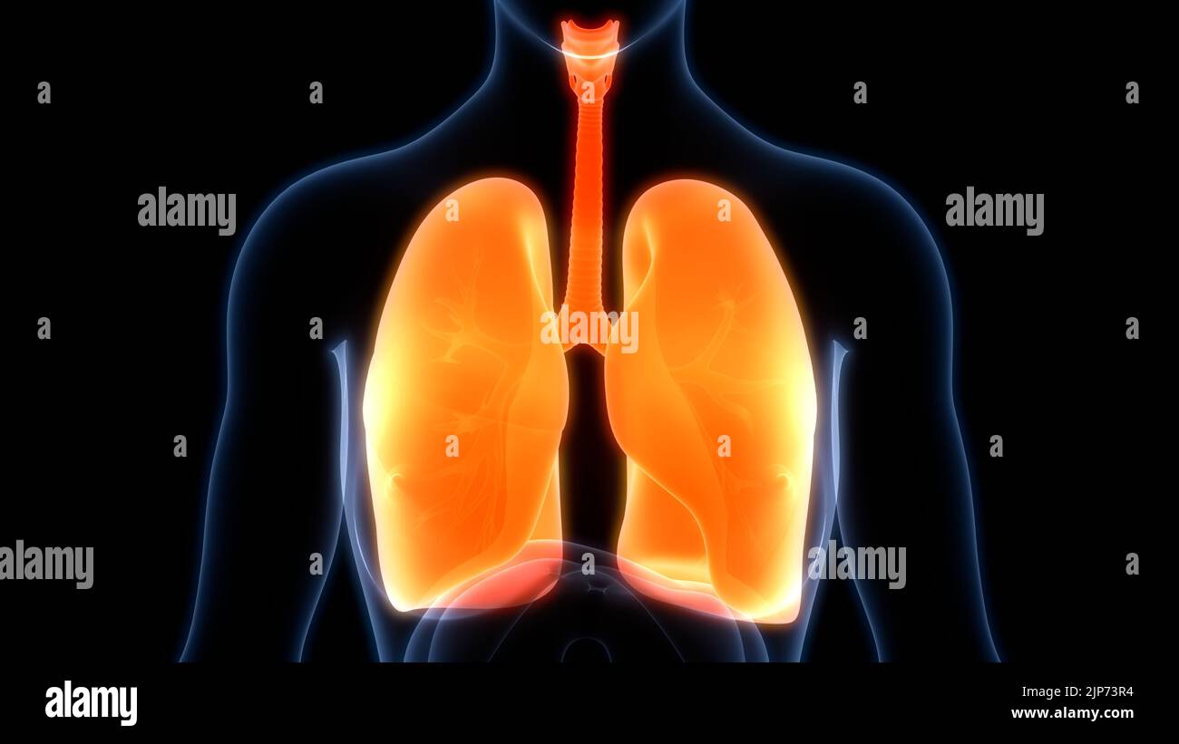 Human Respiratory System Lungs Anatomy Stock Photo - Alamy