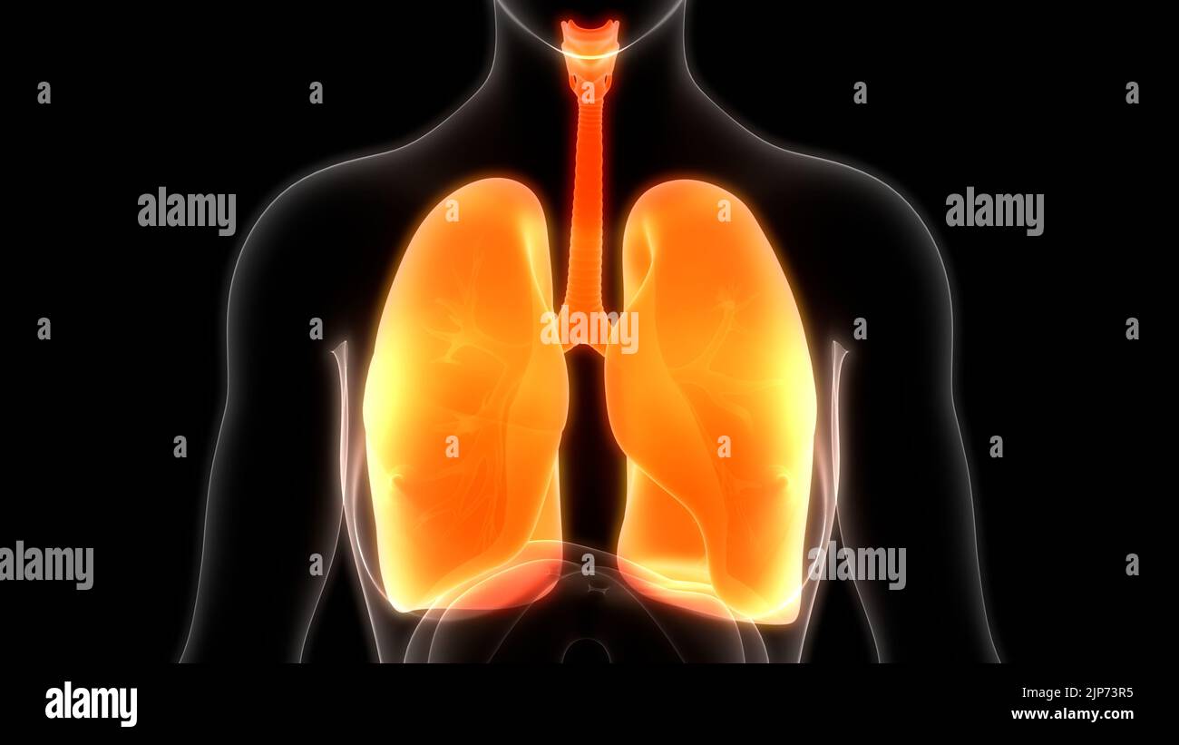 Human Respiratory System Lungs Anatomy Stock Photo - Alamy