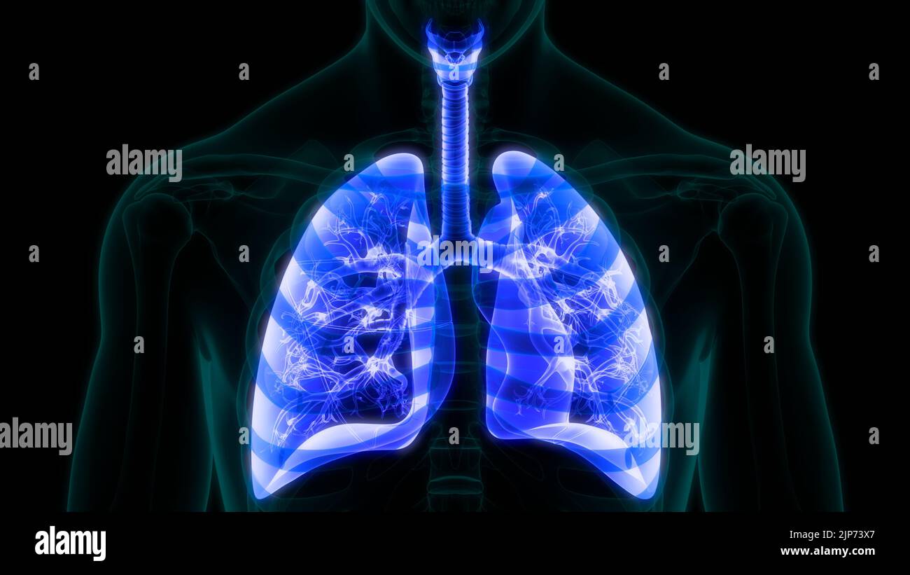 Human Respiratory System Lungs Anatomy Stock Photo - Alamy
